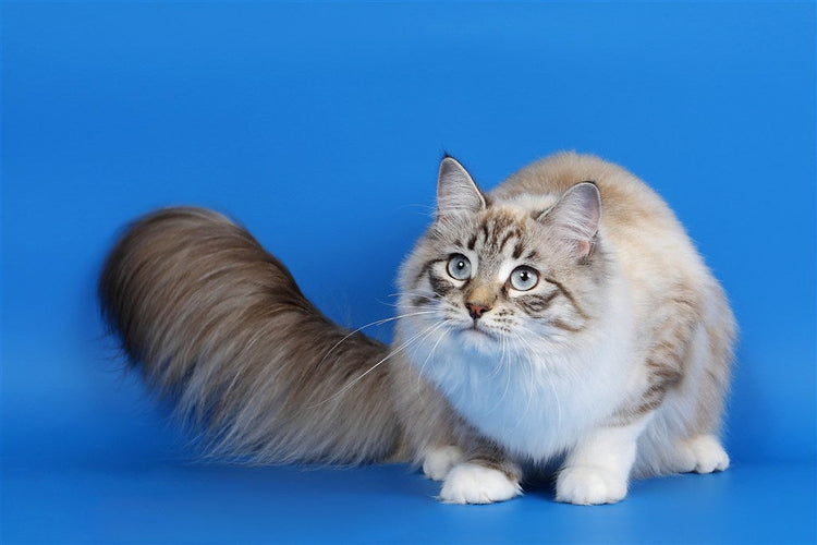 The Mystery of a Swollen Cat's Chin – Puainta